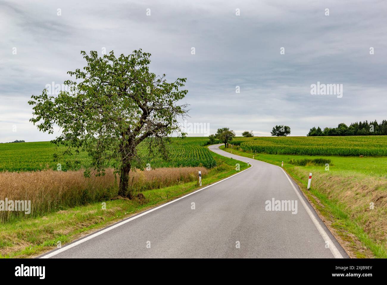 Road passing through corn fields. Summer day Stock Photo - Alamy