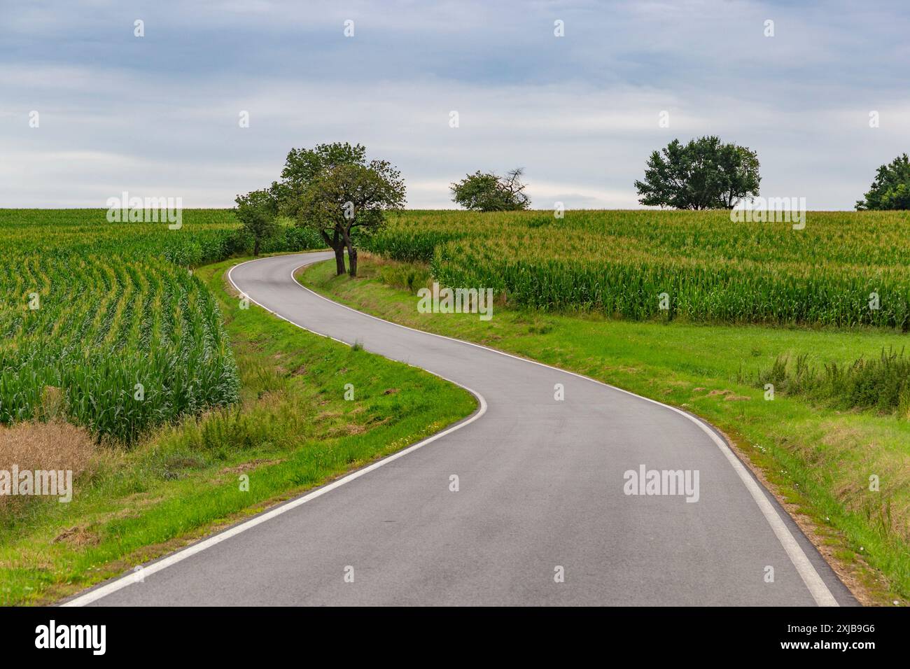 Road passing through corn fields. Summer day Stock Photo - Alamy