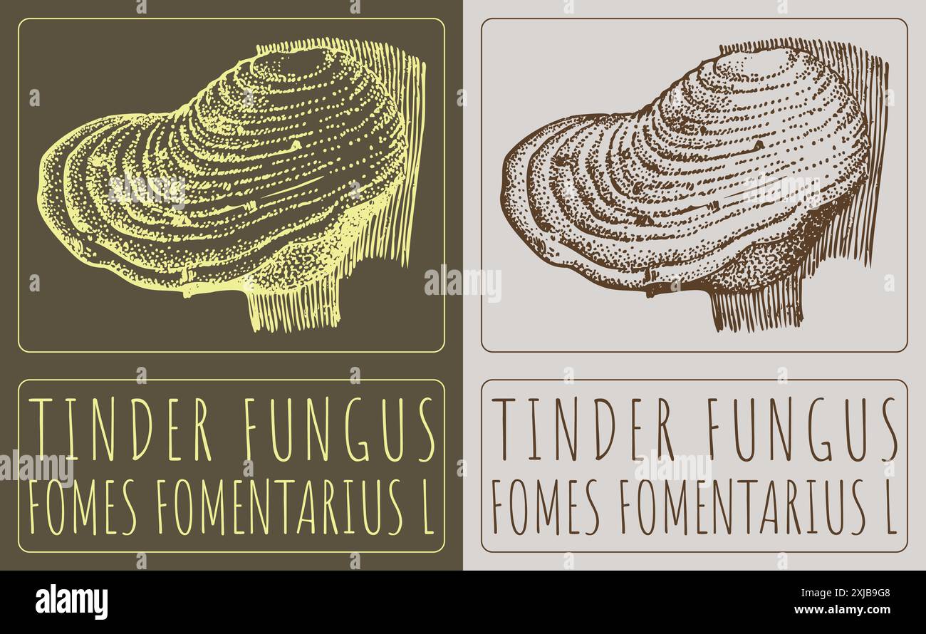Hoof mushroom Stock Vector Images - Alamy