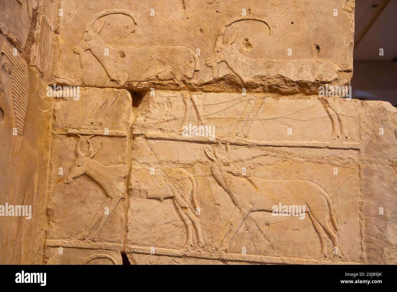 Egyptian low relief sculpture featuring ibex and antelopes. Tomb of ...