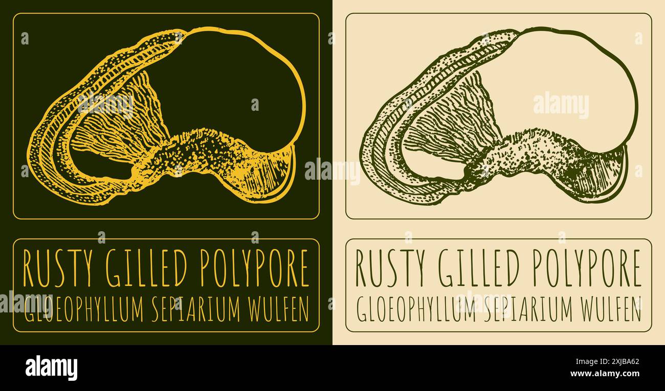 Vector drawing RUSTY GILLED POLYPORE. Hand drawn illustration. The ...