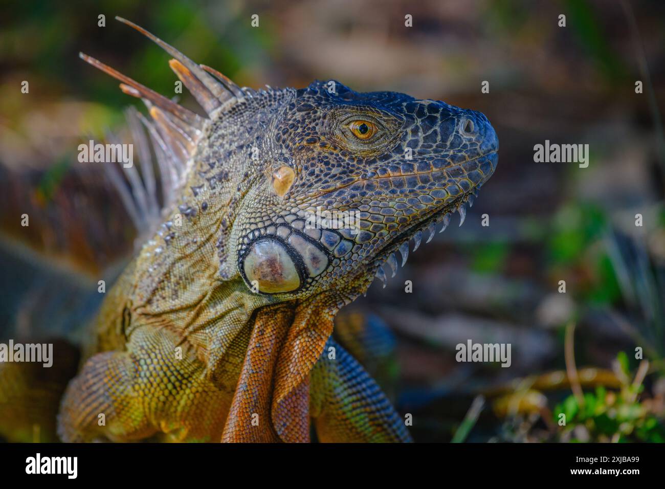 Iguana close up hi-res stock photography and images - Alamy