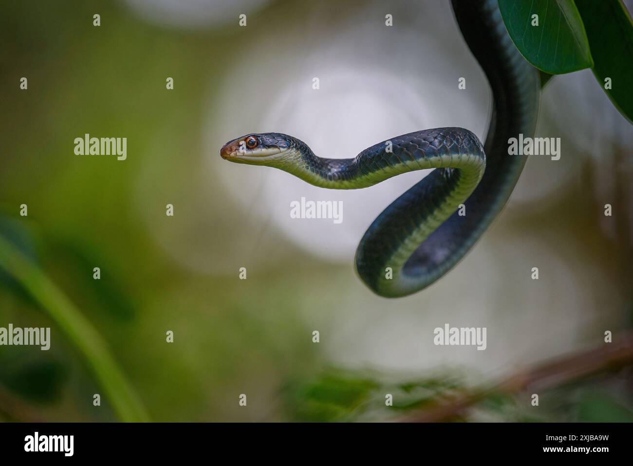Racer snake hi-res stock photography and images - Alamy