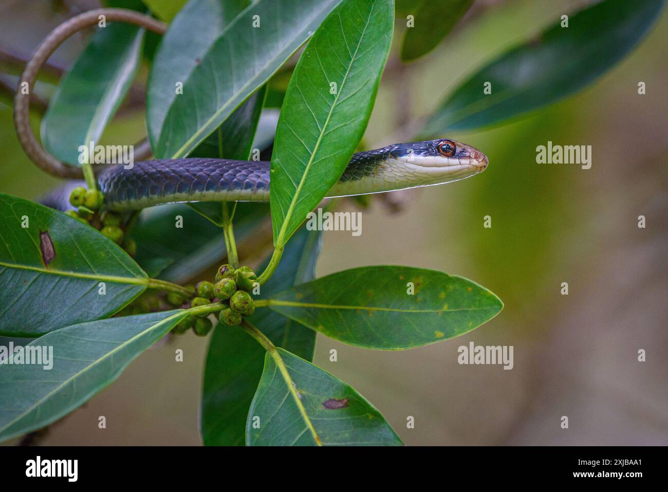 Exposed snake hi-res stock photography and images - Alamy