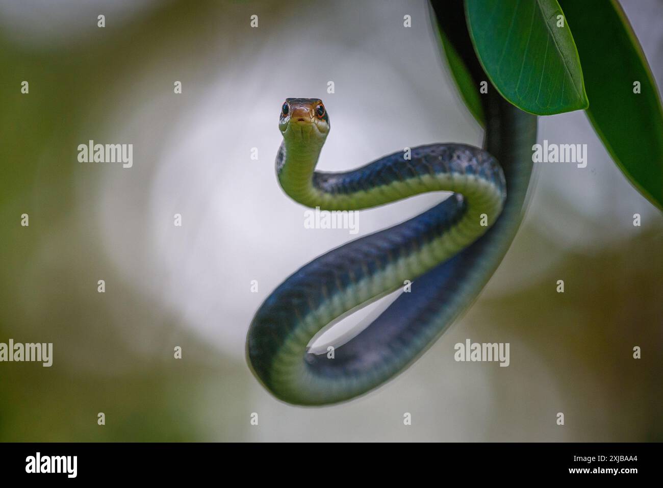 Exposed snake hi-res stock photography and images - Alamy