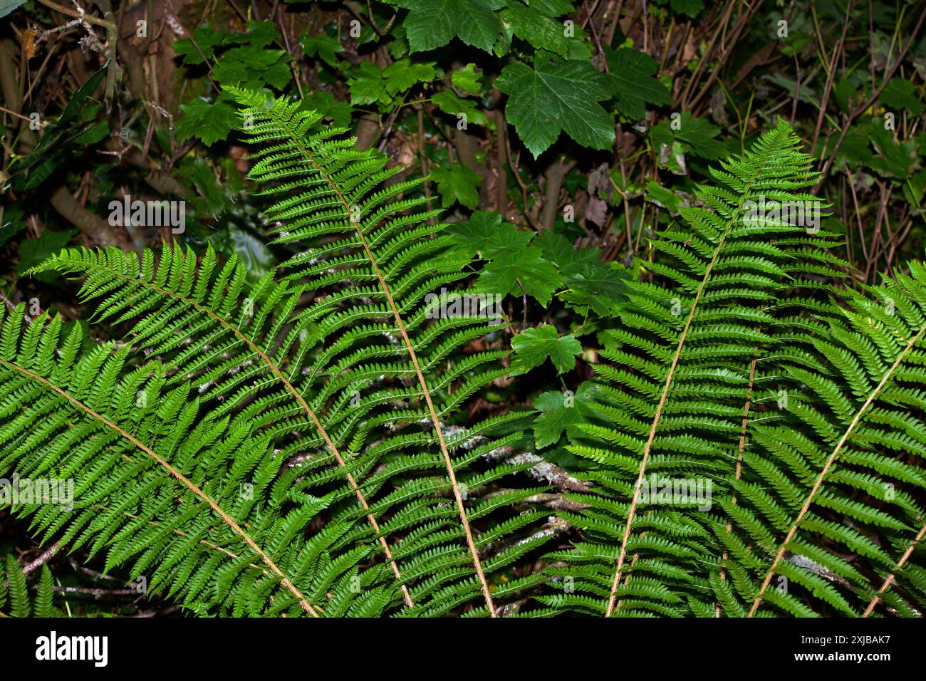 Polystichum setiferum (soft shield fern) is a semi-evergreen fern ...