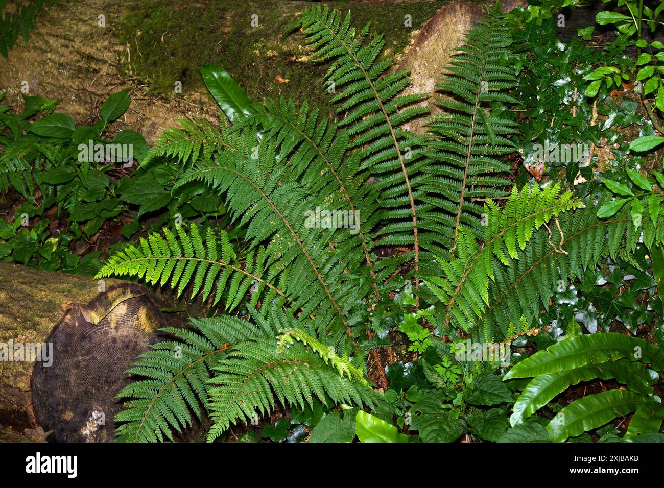 Polystichum setiferum (soft shield fern) is a semi-evergreen fern ...