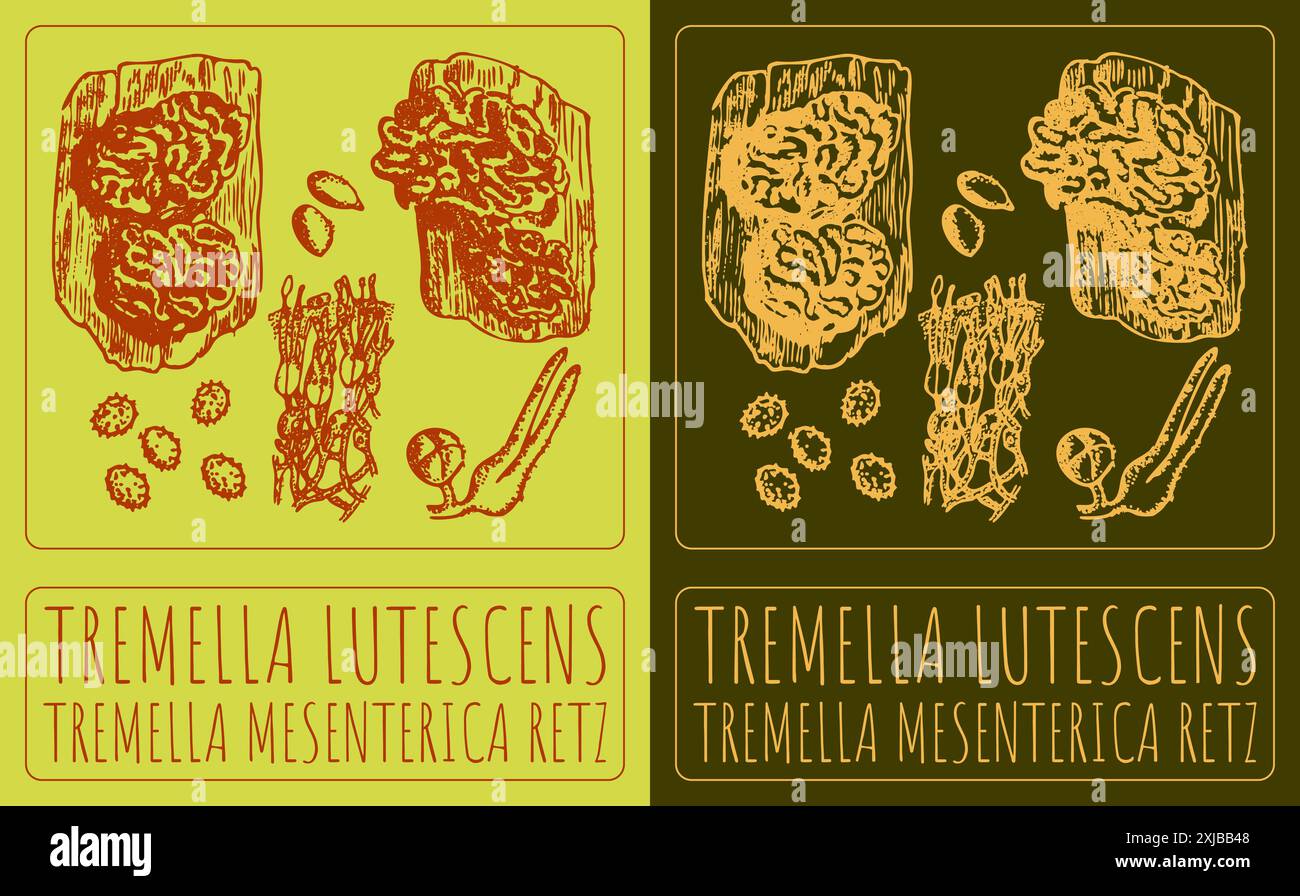 Vector drawing TREMELLA LUTESCENS . Hand drawn illustration. The Latin ...