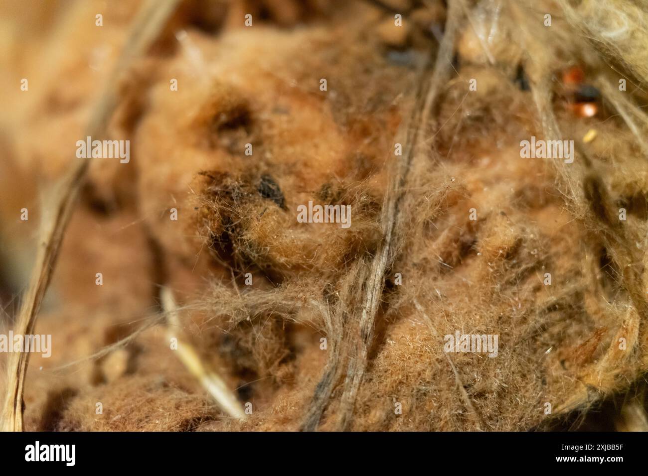 Roll glass wool fiber insulation hi-res stock photography and images ...