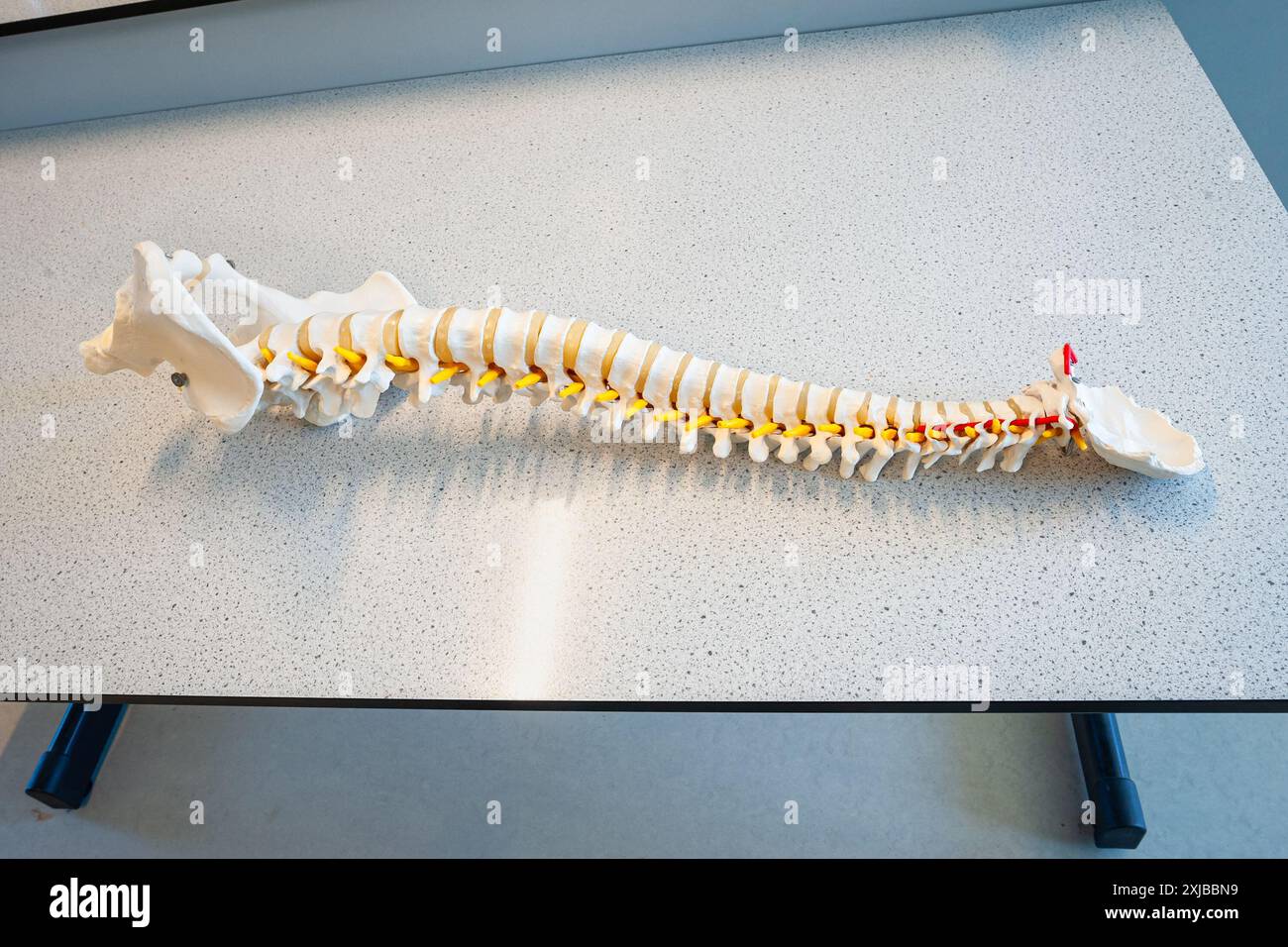 Plastic model of a human spine. Used in biology class or medical ...
