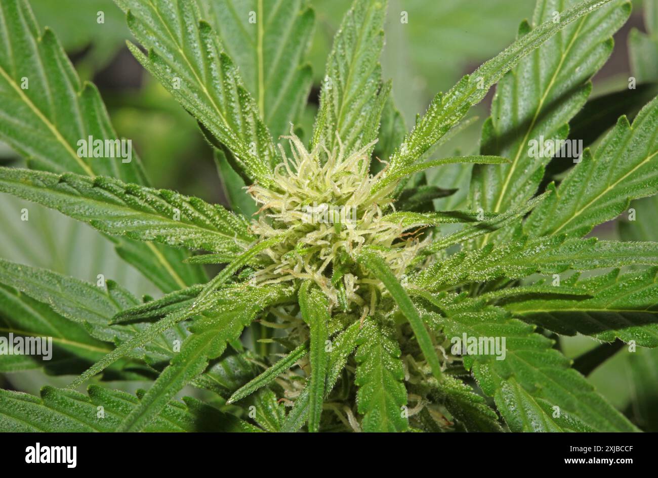 Cannabis flowering season close up modern high quality print medical ...