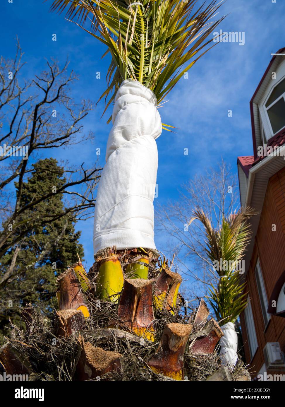 Thermal insulation of a palm tree trunk for the winter, Sochi Stock ...