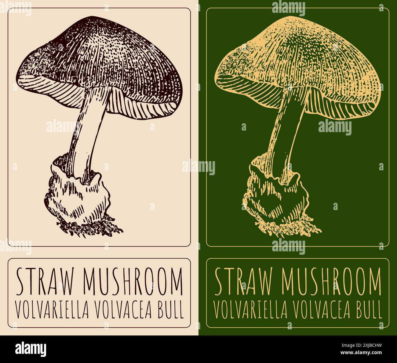 Paddy Straw Mushroom Diagram