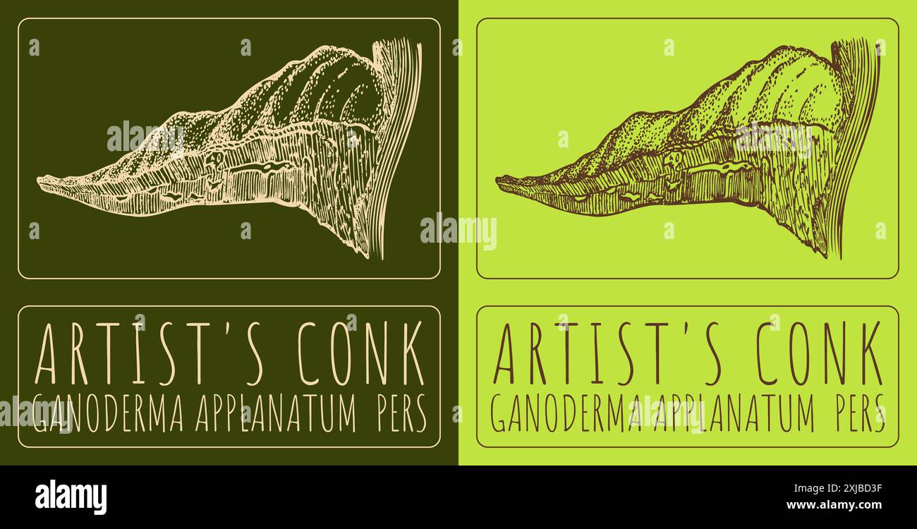 Vector drawing ARTIST'S CONK. Hand drawn illustration. The Latin name ...