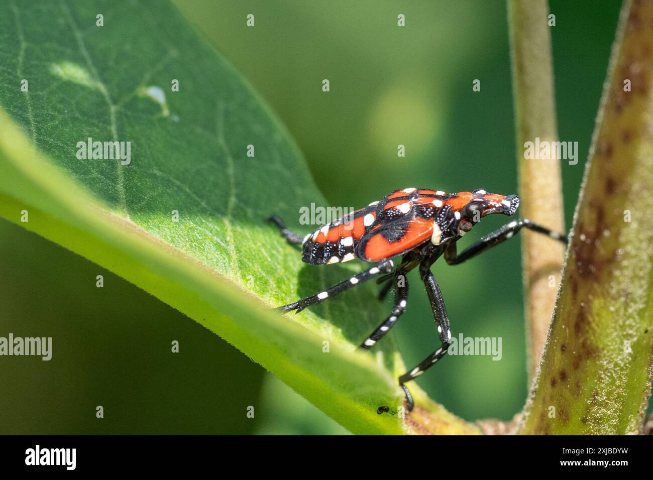 Red Nymph Stage of Spotted Lanternfly in Berks County, Pennsylvania ...