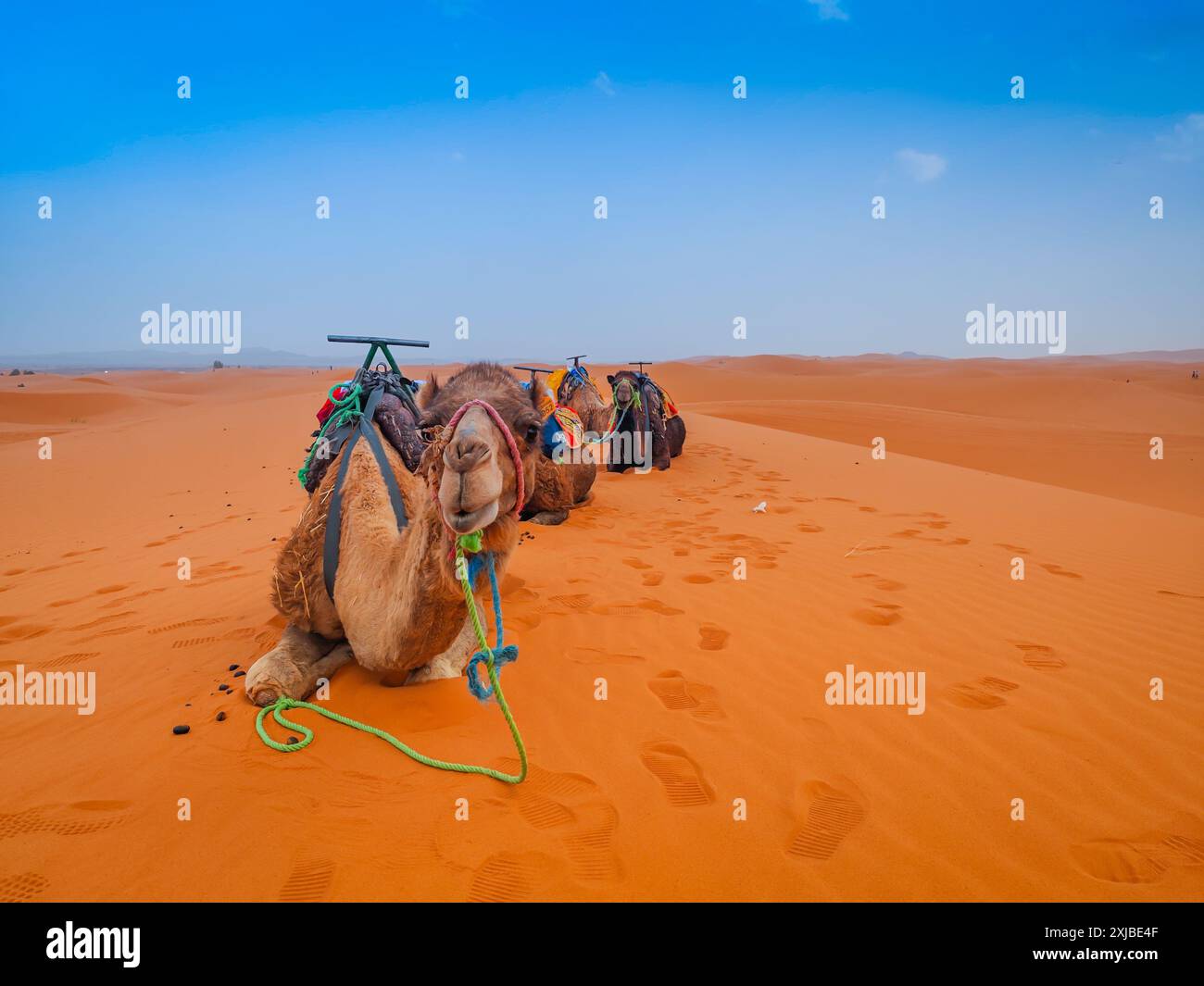 Camels laying and posing in the Sahara desert sand in Merzougha ...