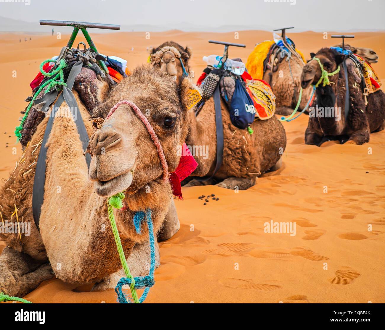 Camels laying and posing in the Sahara desert sand in Merzougha ...