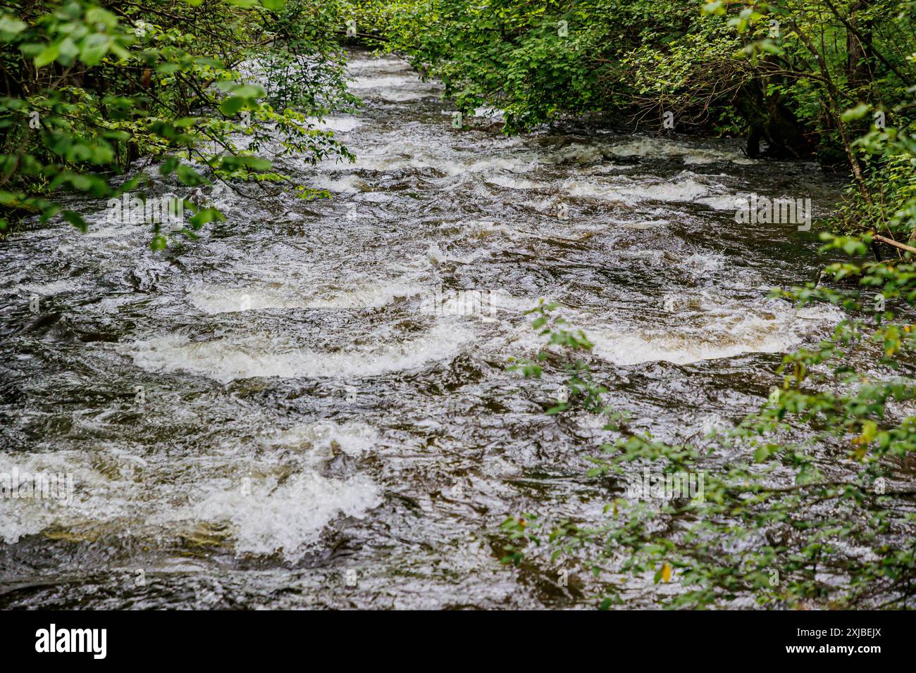 Front view of fast flowing water stream among abundant green trees and ...
