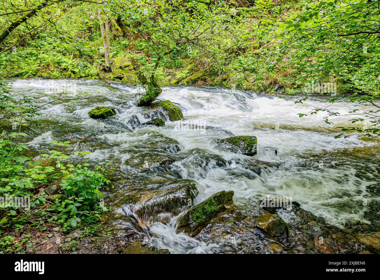 River water stream flowing rapidly between mossy rocks in Warche Valley ...