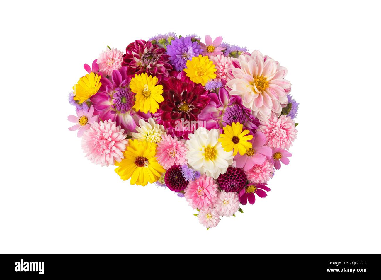 Multicolored floral arrangement laid out in shape of human brain, isolated on white background ...