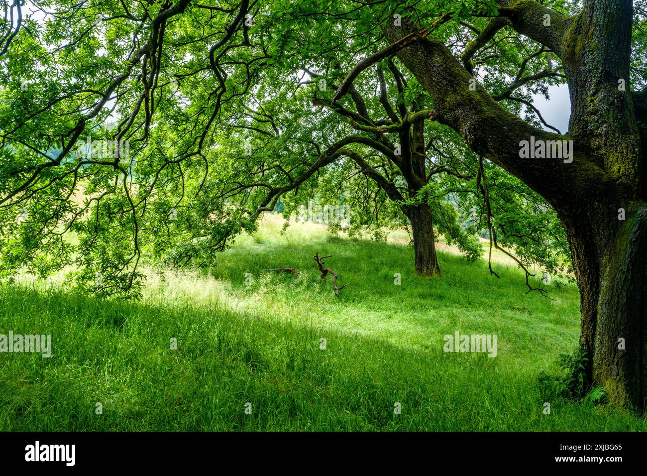 summer woodland at Errwood in the Goyt Valley near Buxton, Peak ...