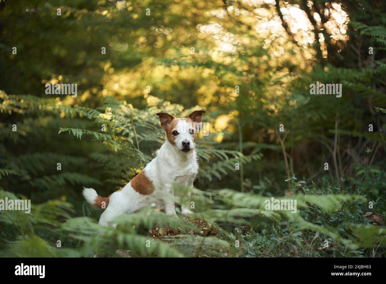 A Jack Russell Terrier dog stands on a tree stump surrounded by lush ...