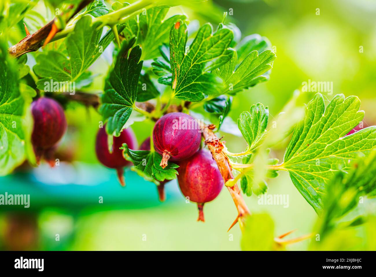 Close up view of red gooseberries on branches of bush in garden Stock ...