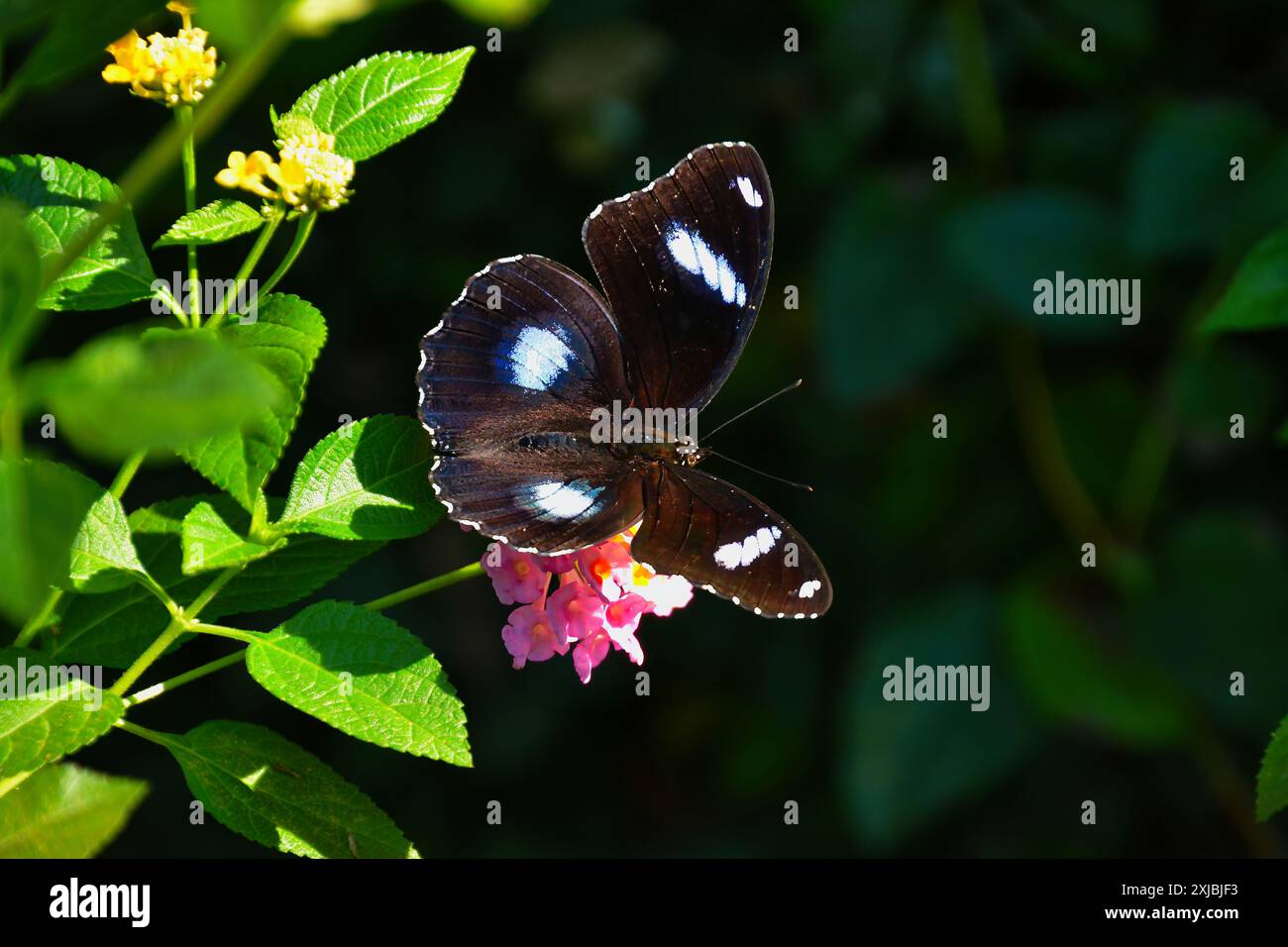 Male Great common eggfly butterfly (Hypolimnas bolina) showing ...
