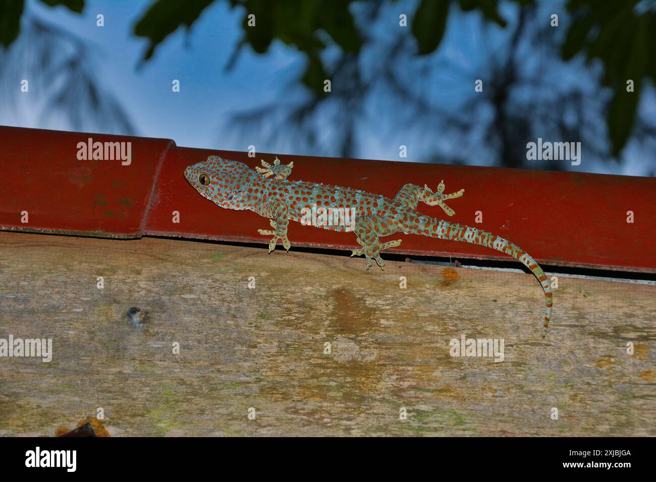 A blue and red Tokay Gecko in Kaoh Rong Sanloem Khnong island ,Cambodia ...