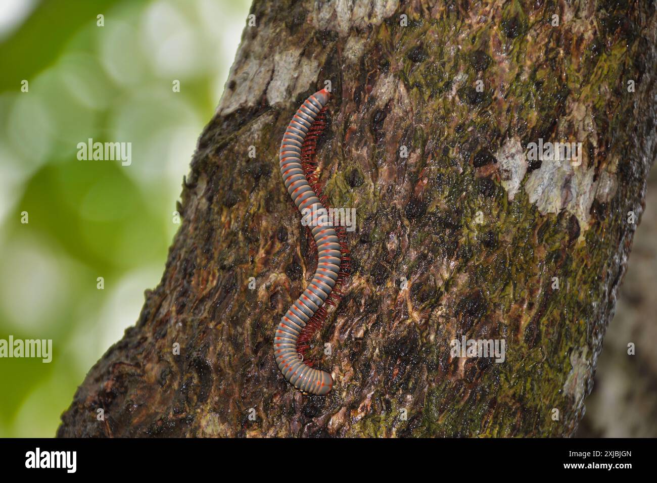 a giant White Millipede walking on the wooden pole. cambodia Stock ...