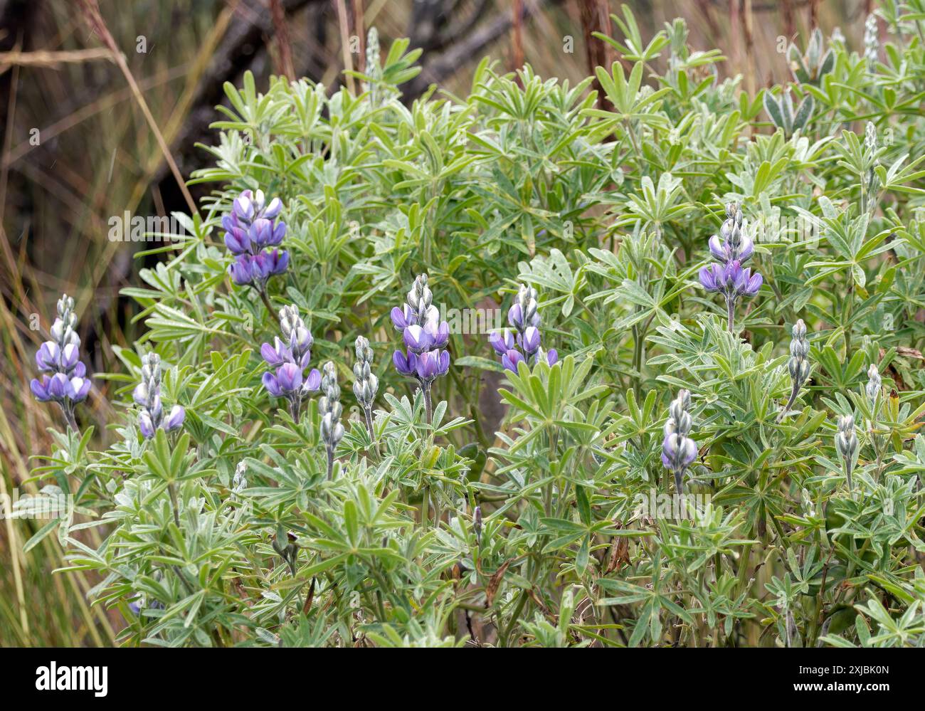 Lupinus pubescens, chocho del páramo, csillagfürt, Cotopaxi National ...
