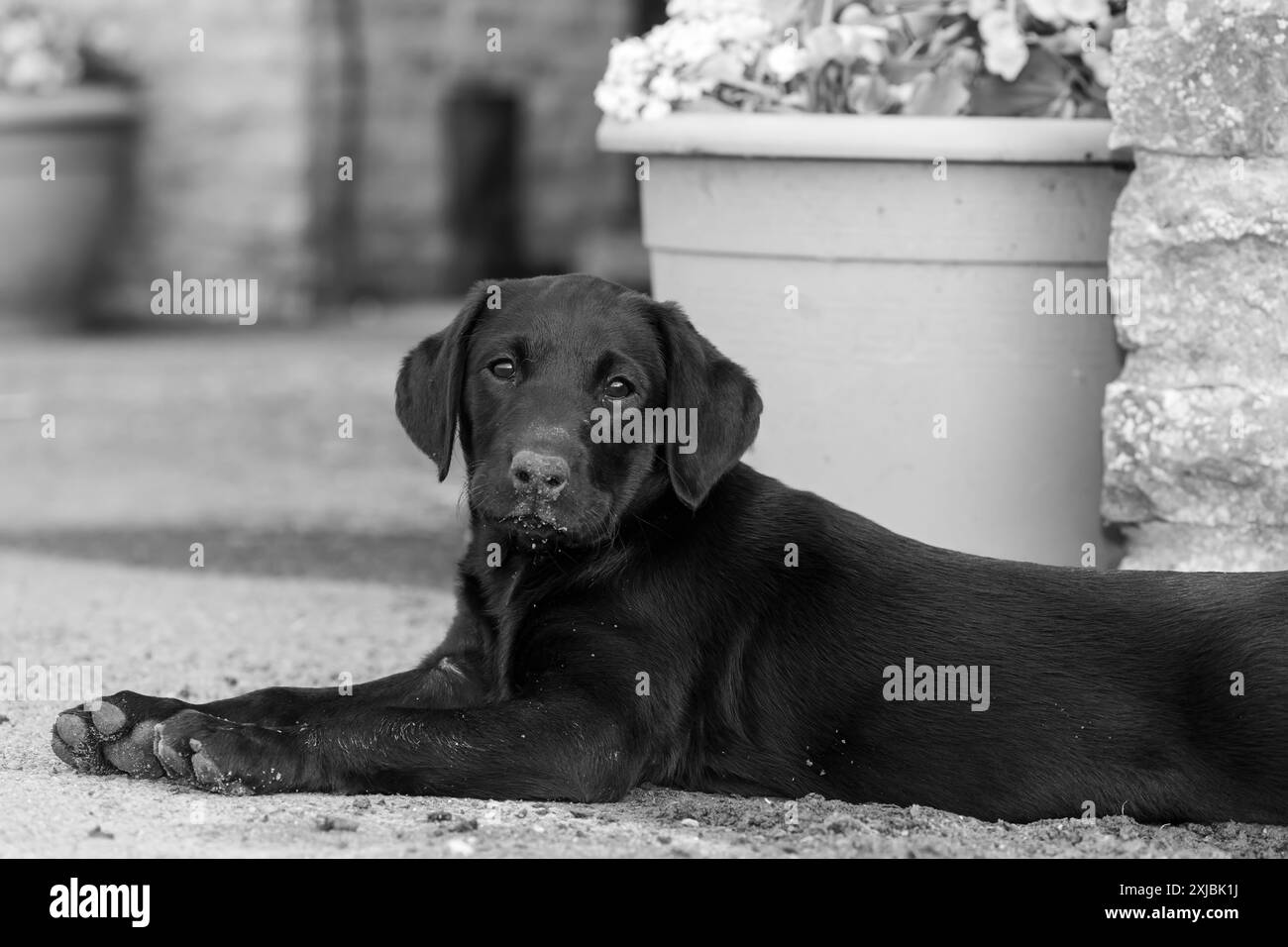 Cute portrait of an 8 week old black Labrador puppy laying down on the ...