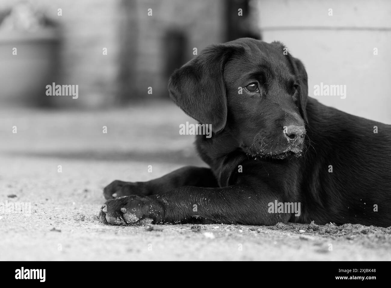 Cute portrait of an 8 week old black Labrador puppy laying down on the ...