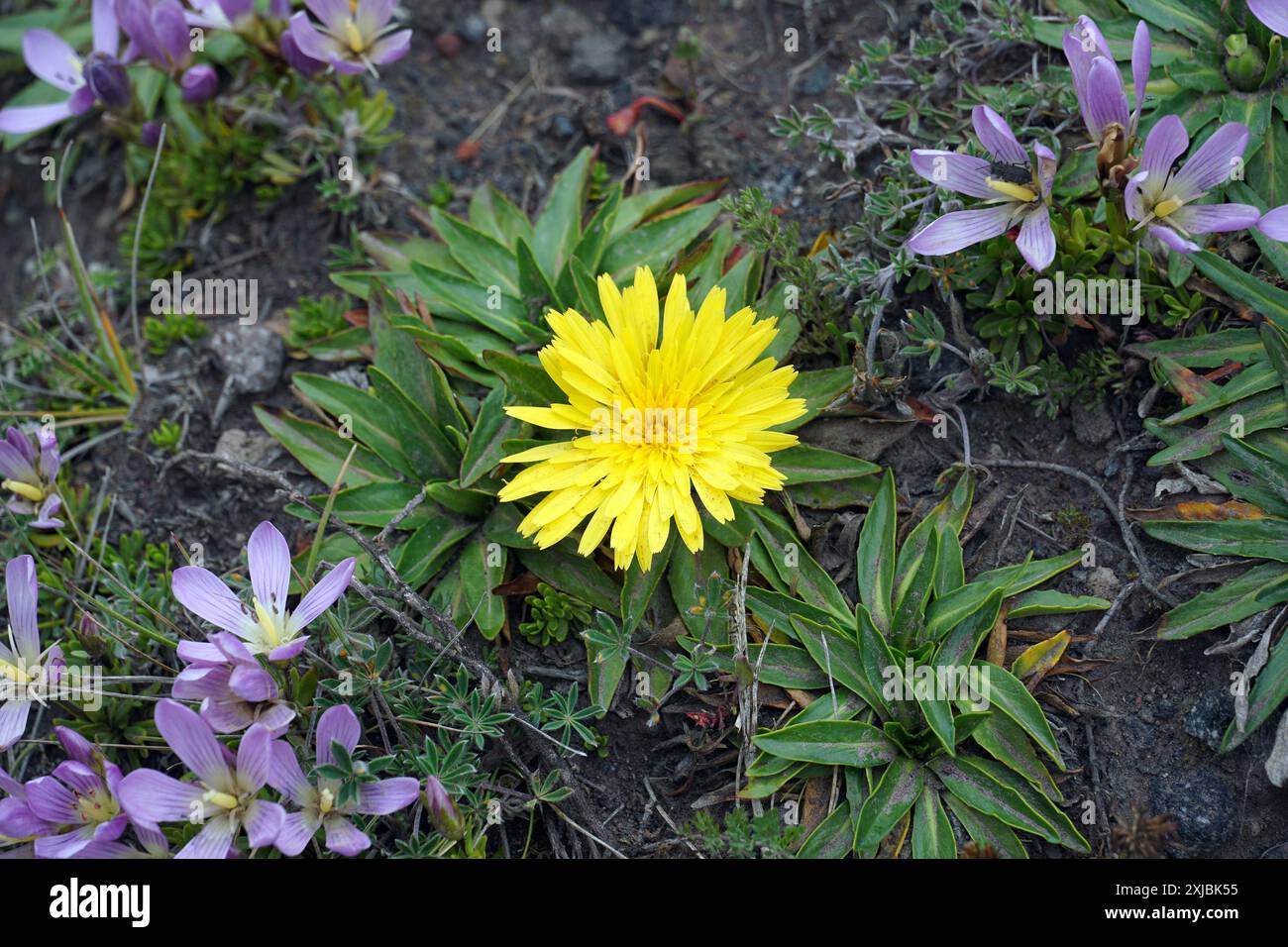 chikku chikku, Hypochaeris sessiliflora, Cotopaxi National Park ...