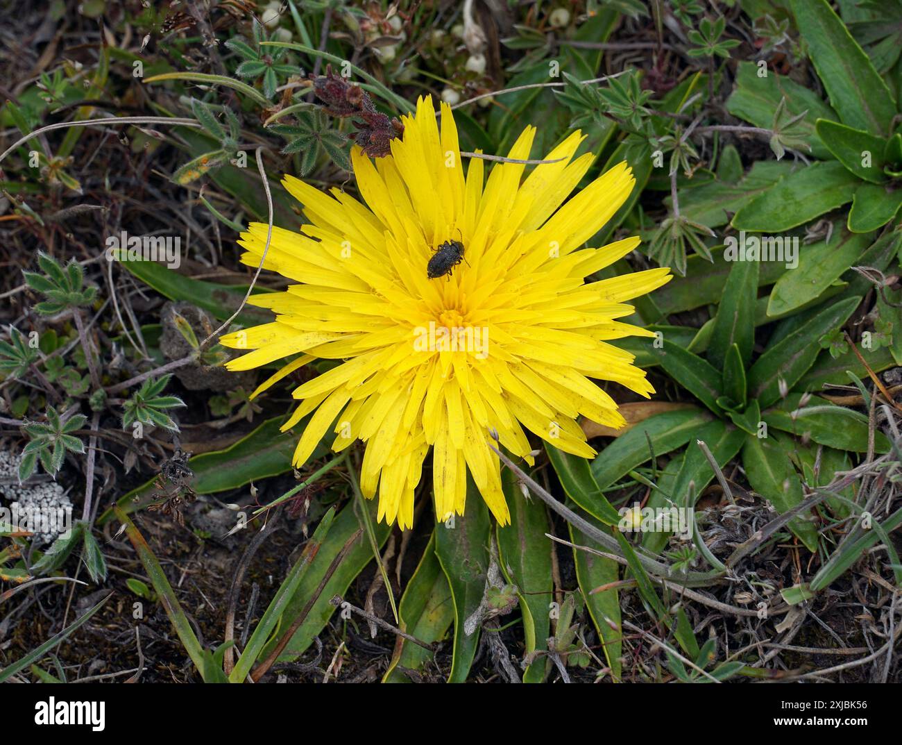 chikku chikku, Hypochaeris sessiliflora, Cotopaxi National Park ...