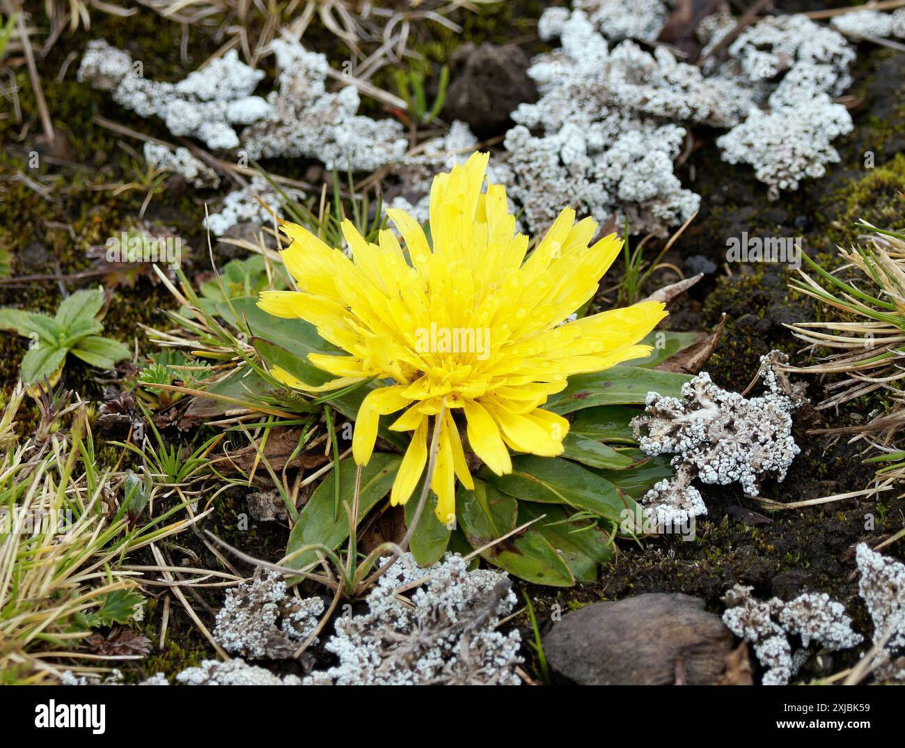 chikku chikku, Hypochaeris sessiliflora, Cotopaxi National Park ...