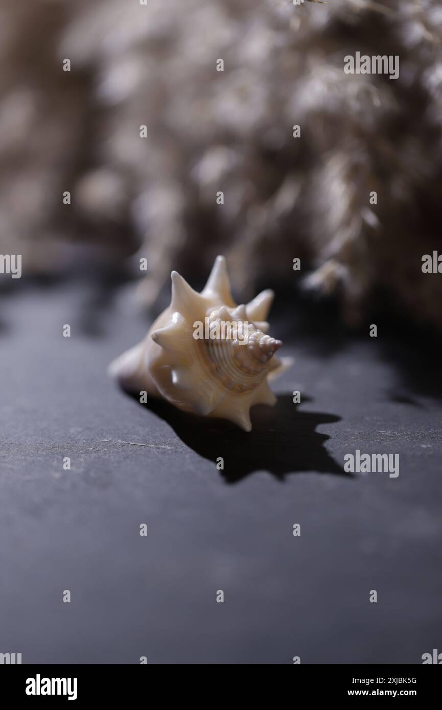 reflective photograph of a sea shell - close up - product studio ...
