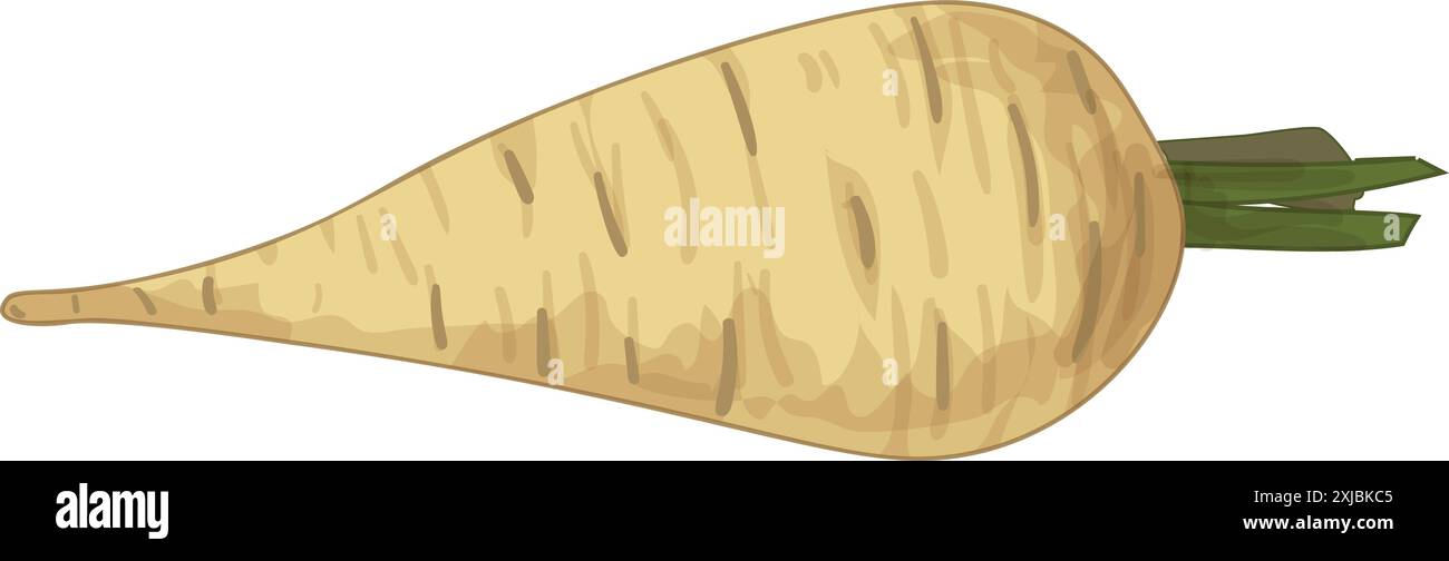 Single parsnip lying horizontally with a green stem, isolated on a ...