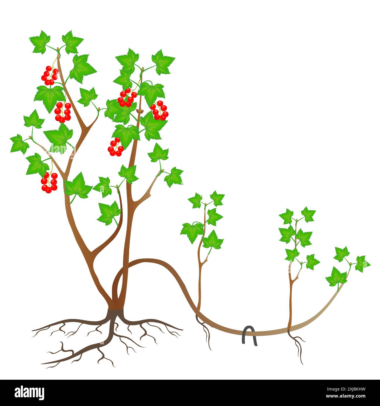 Reproduction of plant red currant by layers on a white background Stock ...