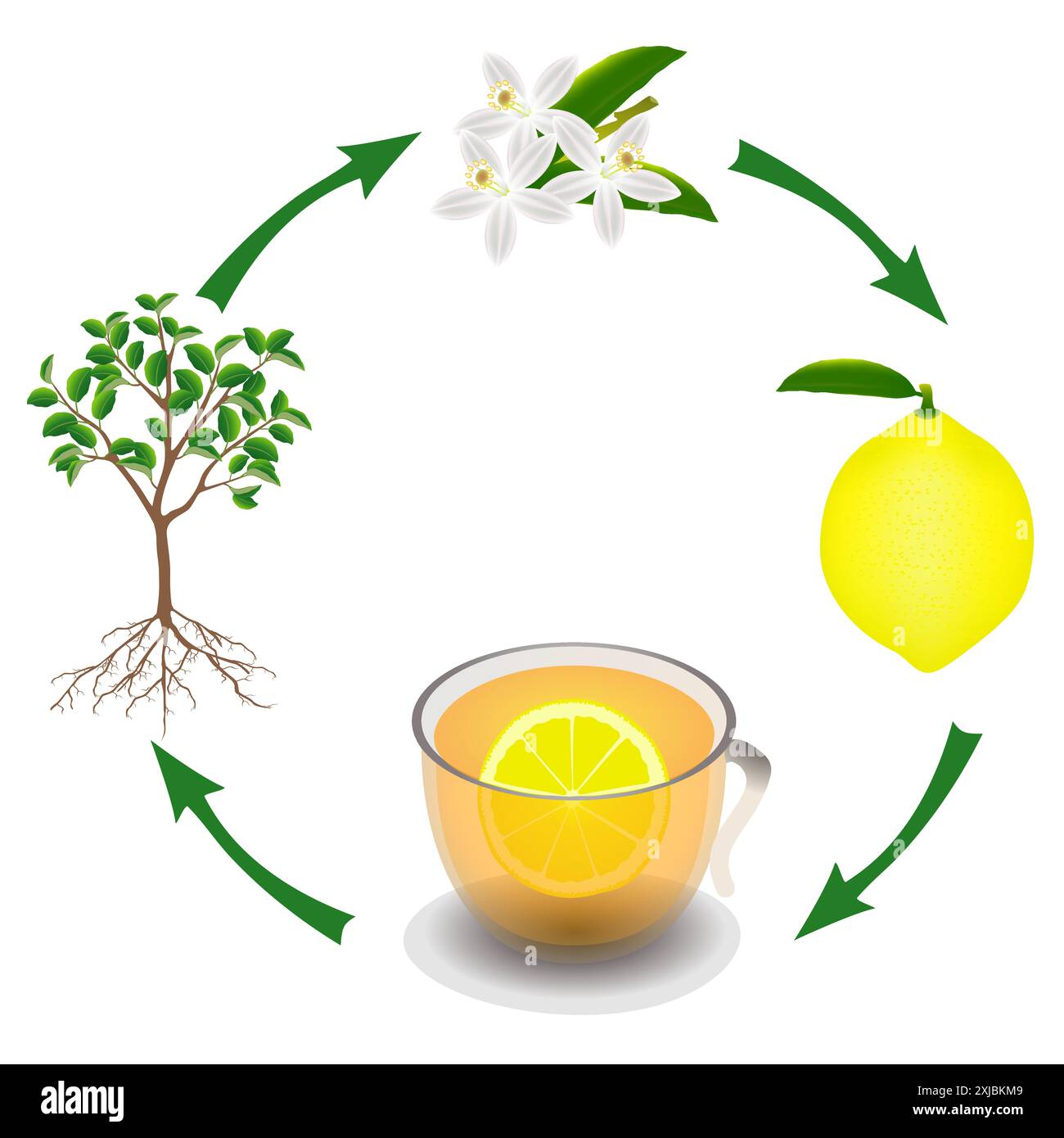 Plant life cycle hi-res stock photography and images - Alamy