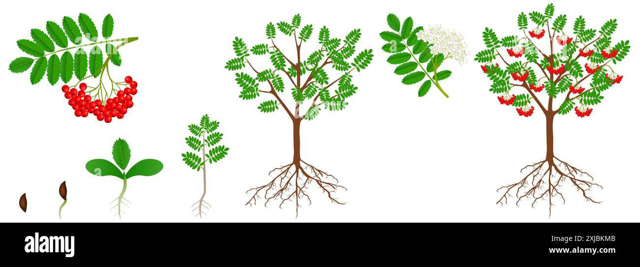 Cycle of growth of a red rowan plant Stock Vector Image & Art - Alamy