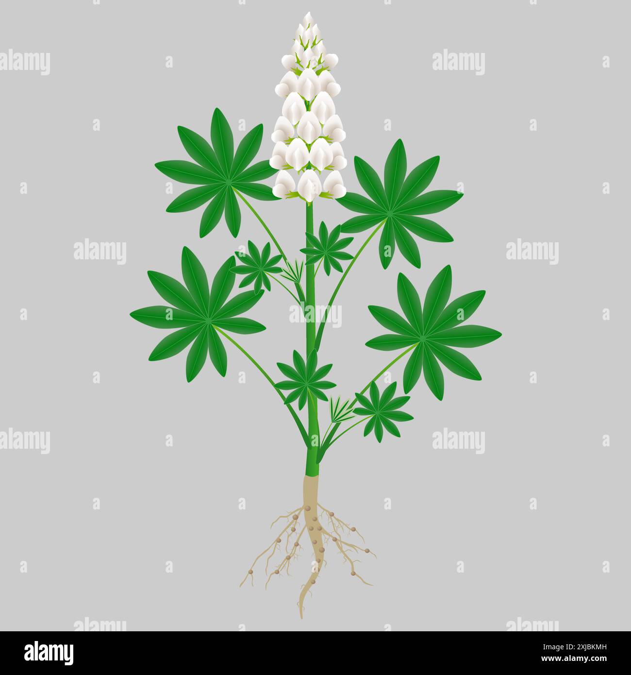Lupin field Stock Vector Images - Alamy