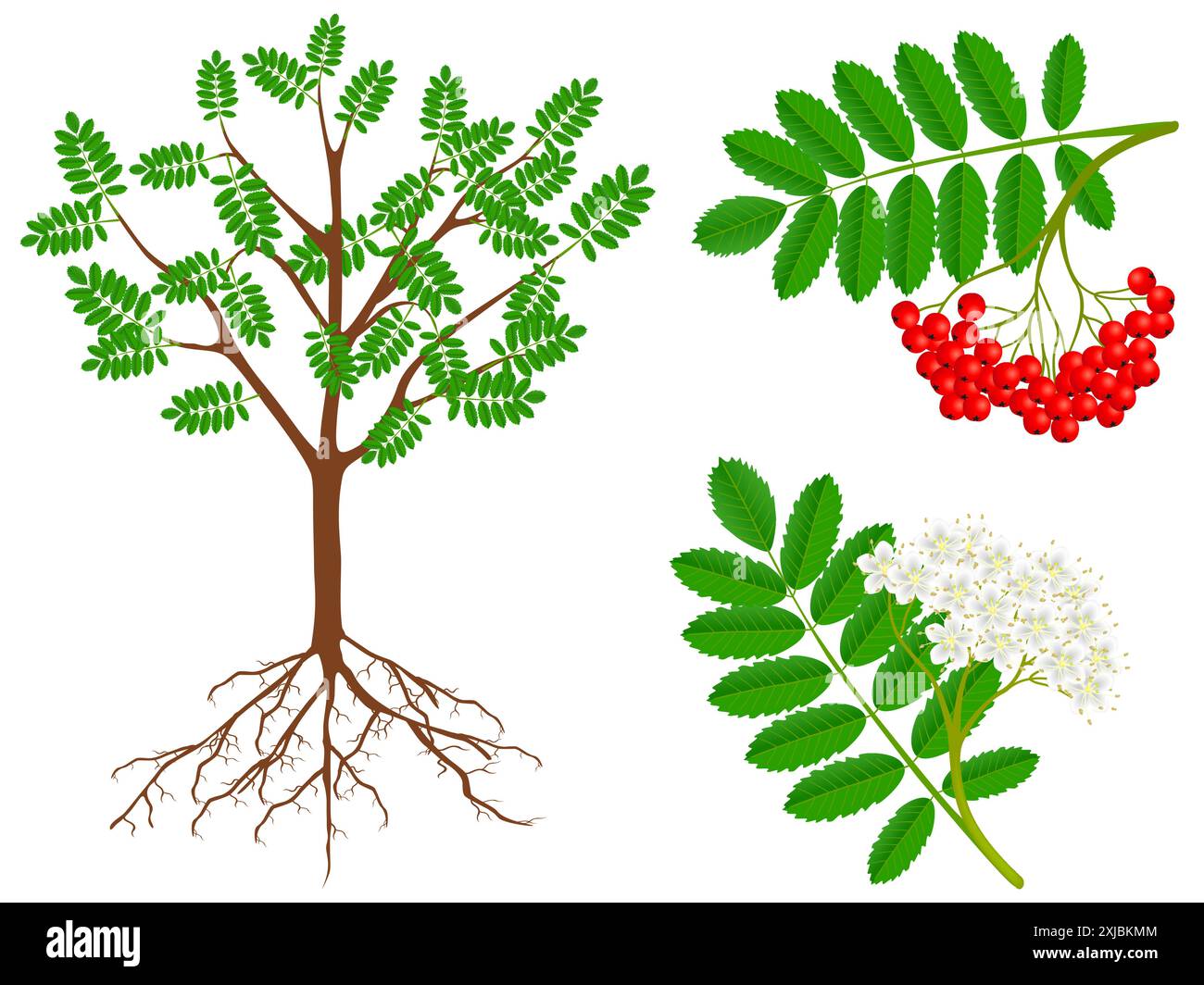 The illustration shows parts of a plant of red rowan Stock Vector Image ...