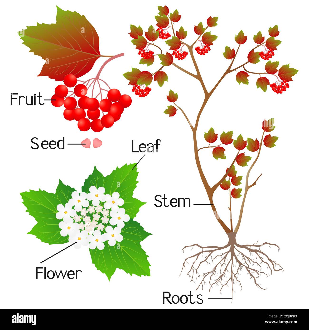 Tule Plant Parts Basket Workshop: Twining with Rush and Tule ...