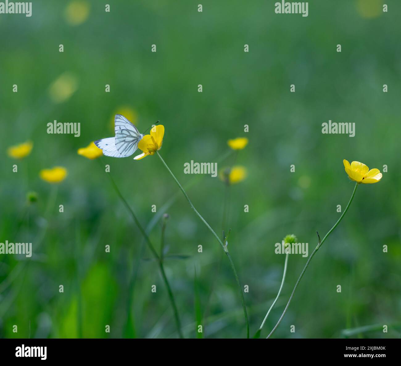 Butterfly sitting on a Buttercup Stock Photo - Alamy