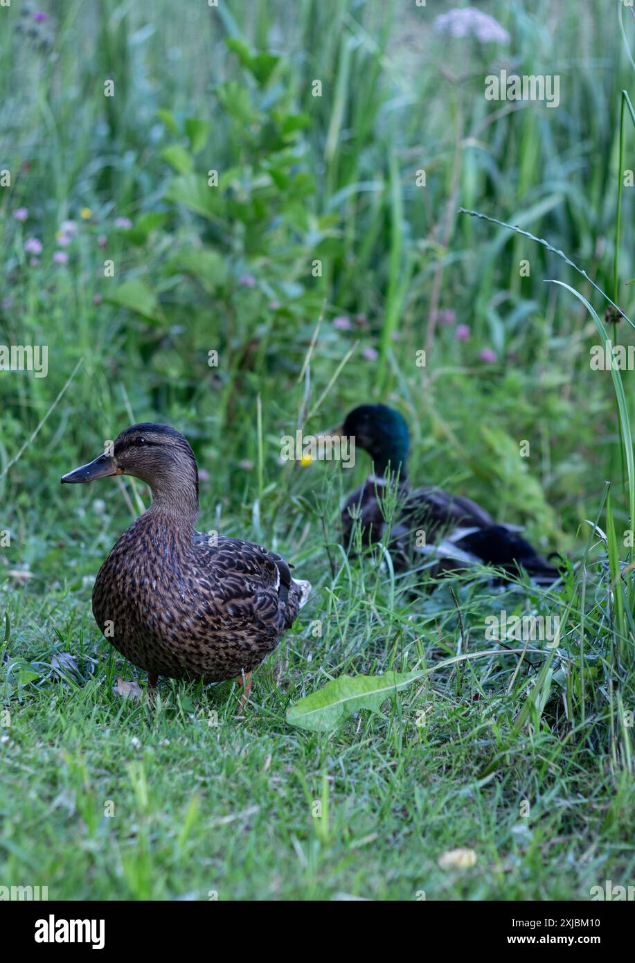 Duck profile photo hi-res stock photography and images - Alamy