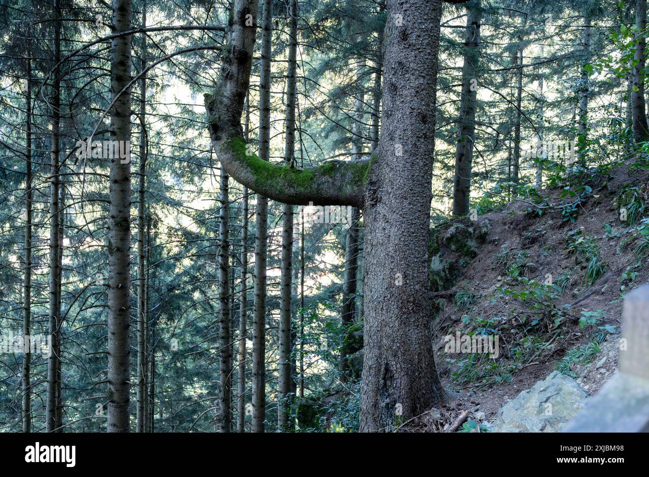 A dense forest with tall trees and lush greenery, creating a serene and ...