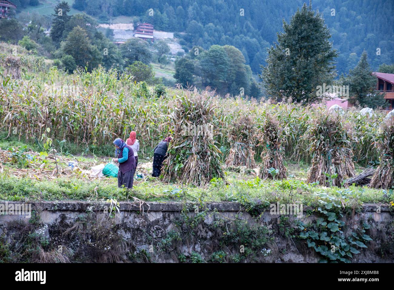 Rural scene of farmers harvesting corn in a lush, hilly landscape ...