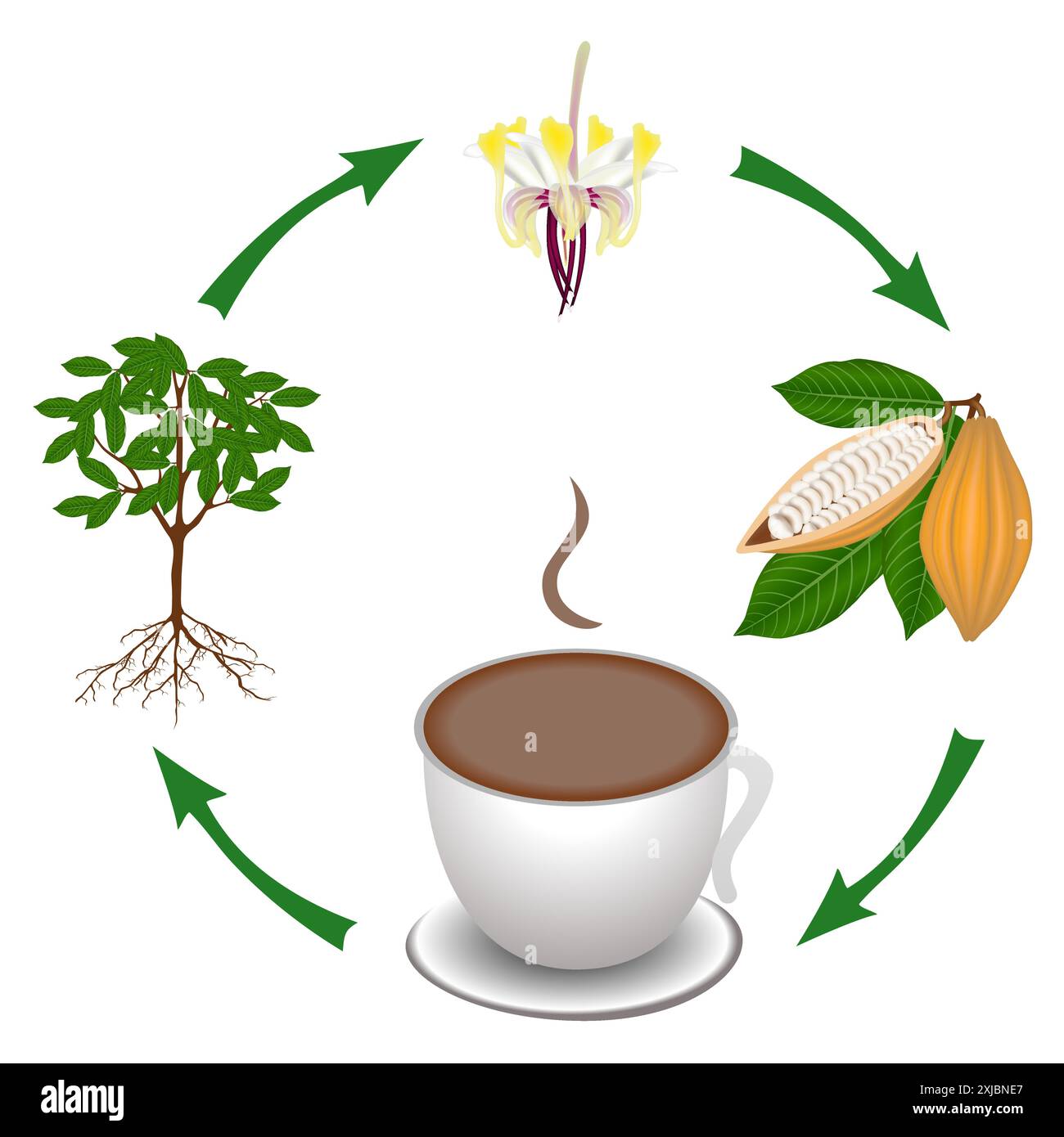 Cup hot cocoa beautiful Cut Out Stock Images & Pictures - Alamy