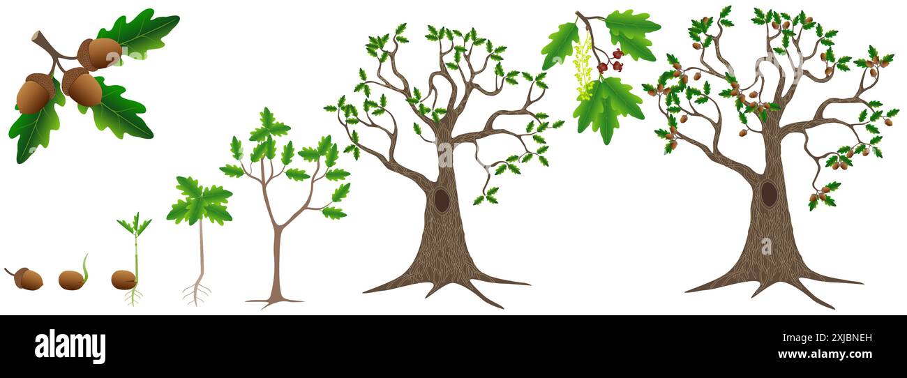 Life cycle of oak Cut Out Stock Images & Pictures - Alamy